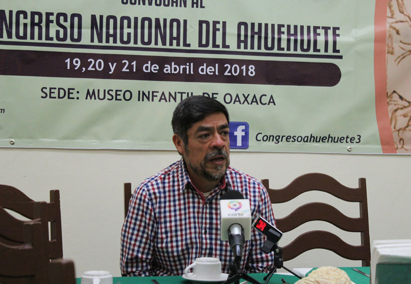 Ahuehuetes, por su rescate y revaloración - El Imparcial de Oaxaca