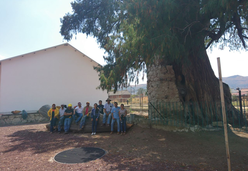 Monitorean ahuehuete simbólico de Oaxaca - El Imparcial de Oaxaca