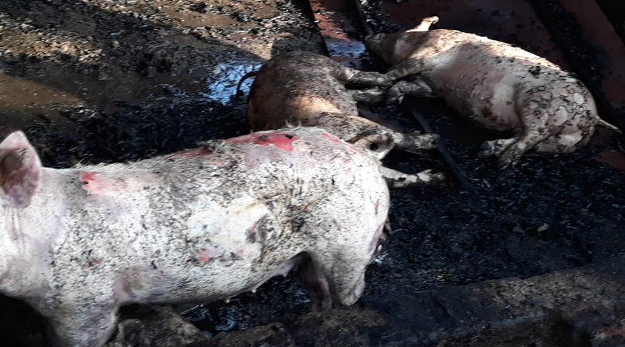 Mueren animales calcinados tras incendio en San Sebastián Tutla - El ...