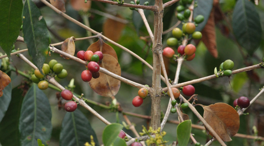 Productores de Talea de Castro padecen crisis de café - El Imparcial de ...
