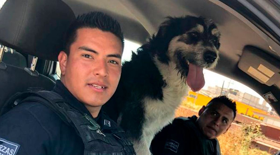 Conoce a "Héctor" el perro callejero que se convirtió en policía - El ...