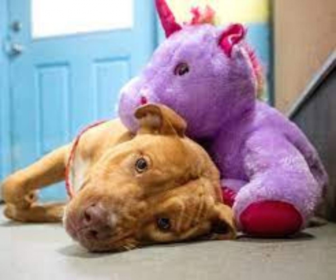 La increíble y tierna historia del perro enamorado del unicornio - El ...