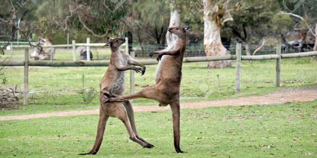 VIDEO: Captan pelea de canguros y se vuelve viral en redes sociales ...