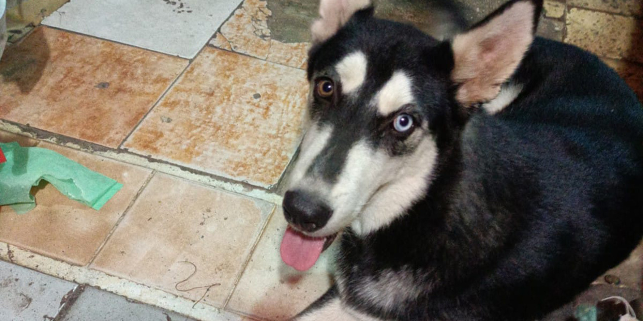 Le avientan aceite hirviendo a "Lobo", un perrito Husky de 10 meses ...