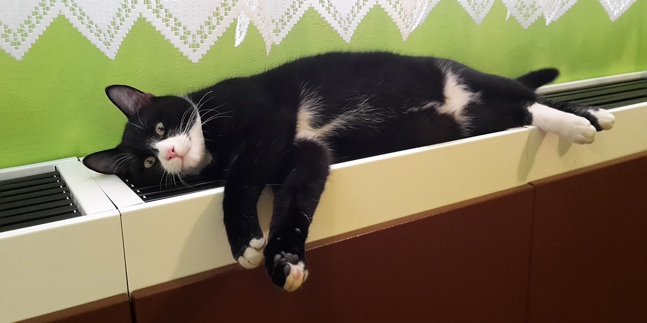 ¿Cómo evitar que tus mascotas sufran un golpe de calor? | El Imparcial ...