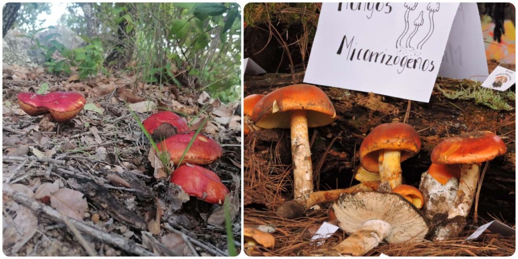 Los hongos silvestres de Oaxaca y sus propiedades biotecnológicas - El ...