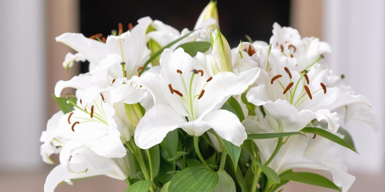 Los lirios, excelentes aliados para armonizar el flujo de energía - El ...