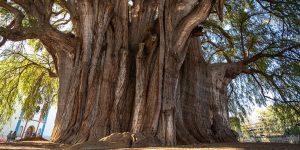 El árbol de El Tule: Un coloso de la naturaleza y la cultura en Oaxaca ...