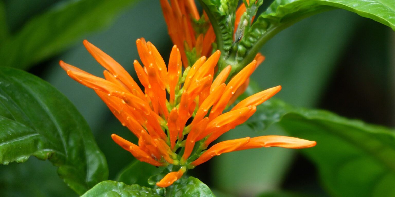 Sangre de cristo o muicle, la planta con propiedades anticancerígenas ...