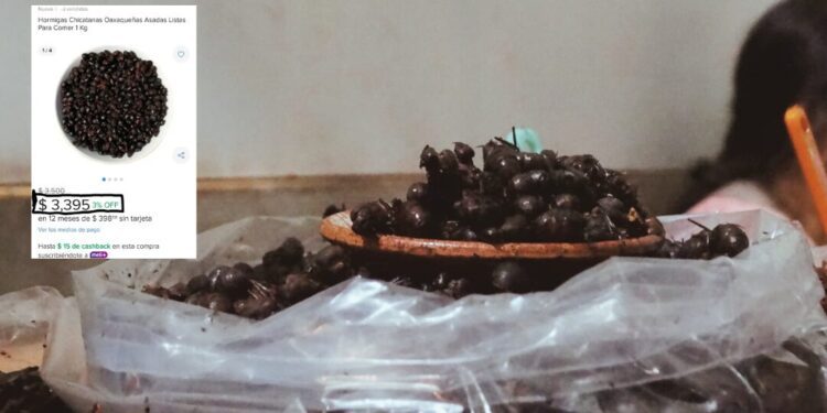 ¡De botana campesina a lujo gourmet! El caso de las chicatanas y su ...