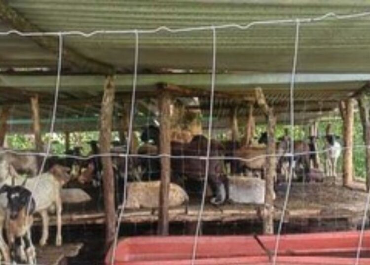 ¿Jumex, Del Valle o Friko? Profeco revela cuáles jugos tienen más ...