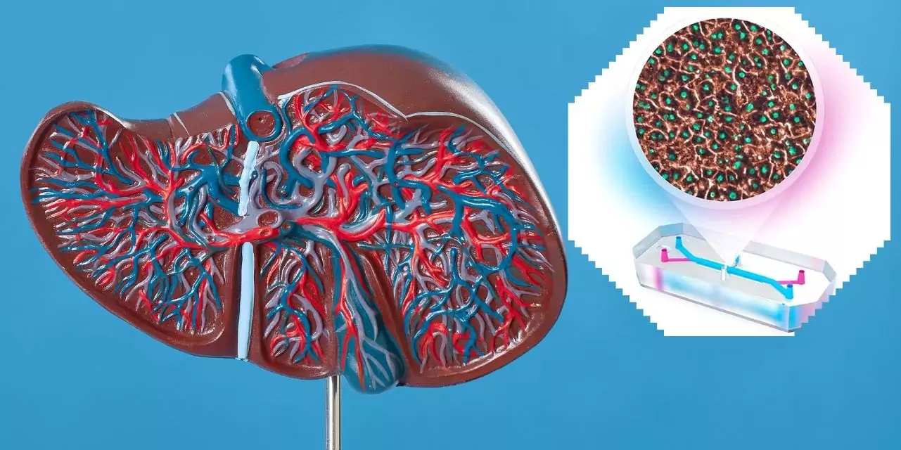 Logro histórico de la UNAM: desarrollan el primer “hígado en un chip ...
