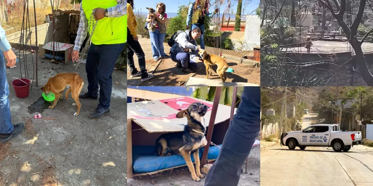 Denuncia en redes destapa presunto abandono de perros en azotea de ...