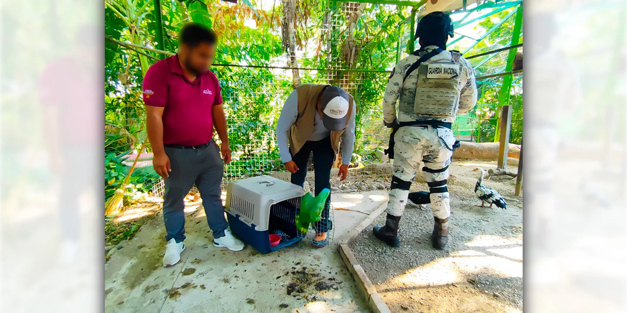 Asegura Profepa loros, monos y pericos traficados en el Istmo - El ...